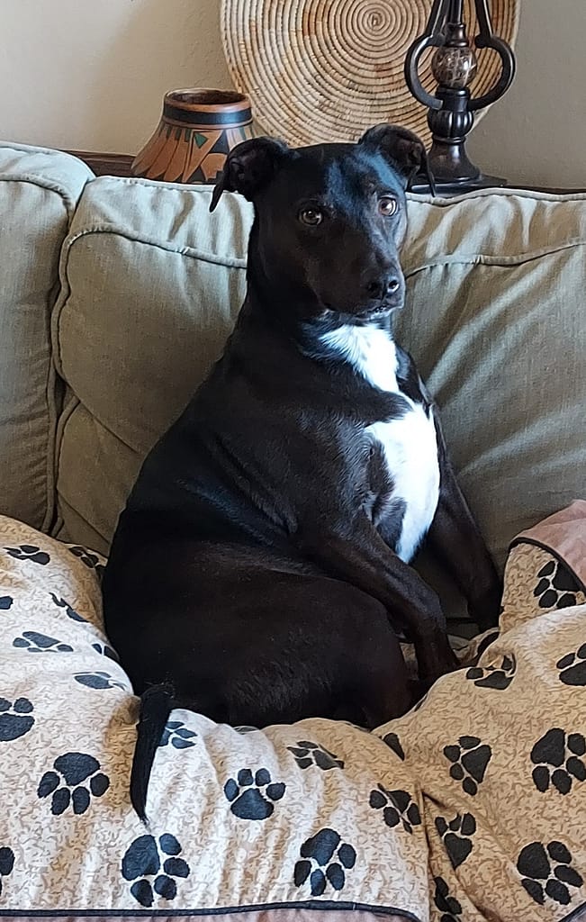 Murphy, a Dog that Heals - Carol North